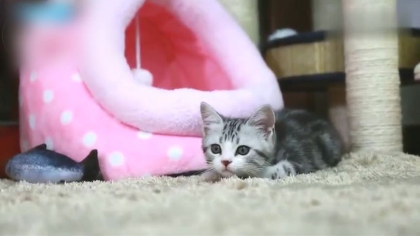 猫咪的五个动作代表什么?