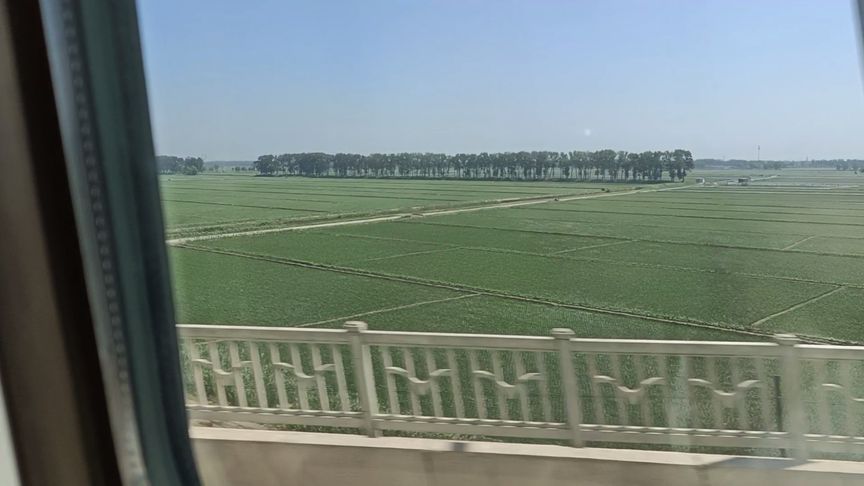 大米__水稻是怎么生长出来的,绿油油的水稻生长在稻田里