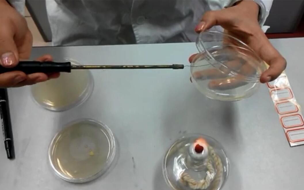 【生物科研实战】涂布法及划线法实验