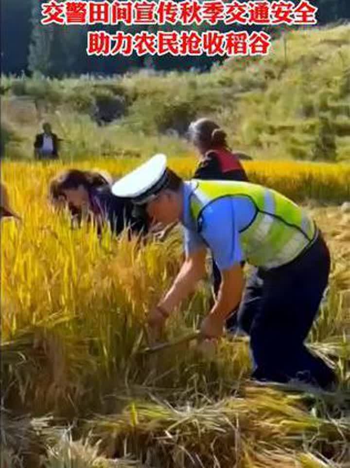 收好暖心的一幕,交警下田间宣传秋季交通安全,助力农民抢收稻谷#...