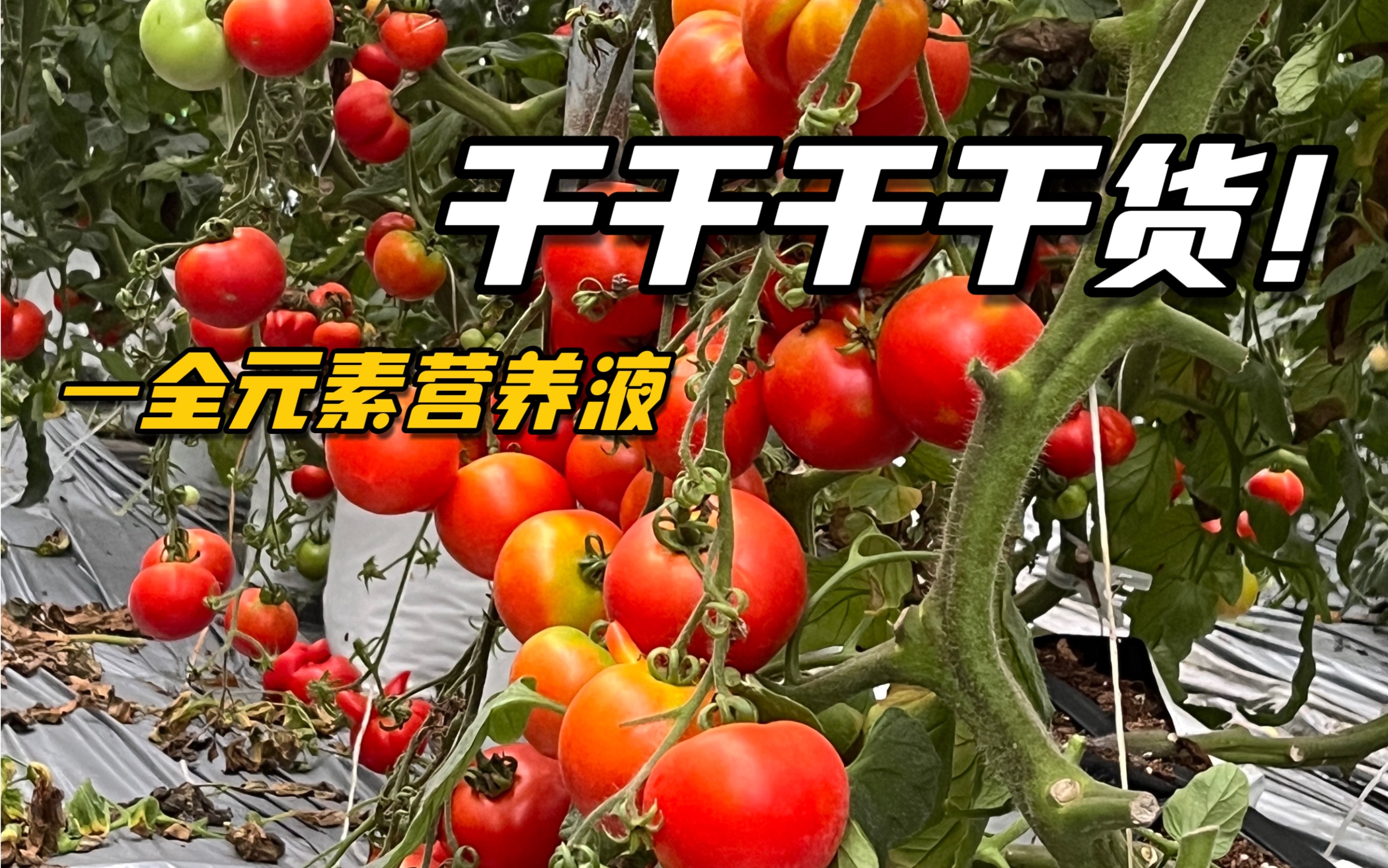 番茄种植营养液配制,纯干,华南农业大学番茄配方,无土栽培,水培。