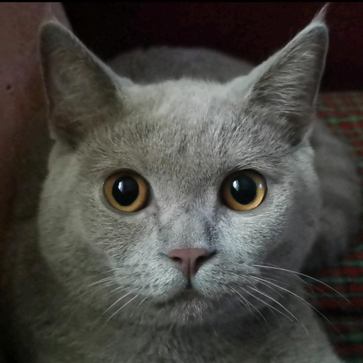 哒嗪不是猫 