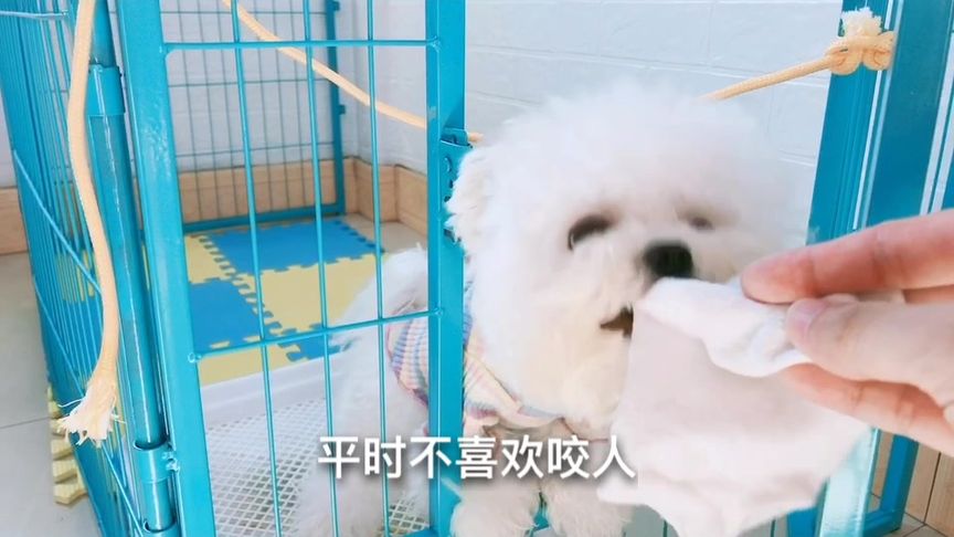 自从有了狗狗,我发现了很多有趣的瞬间,你家的狗也是这样吗?