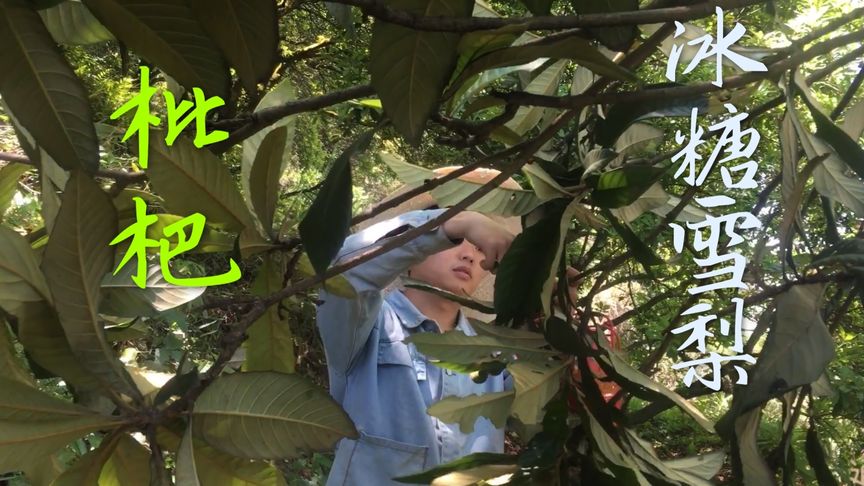 小伙采摘到枇杷制作,没想到还有这种功效