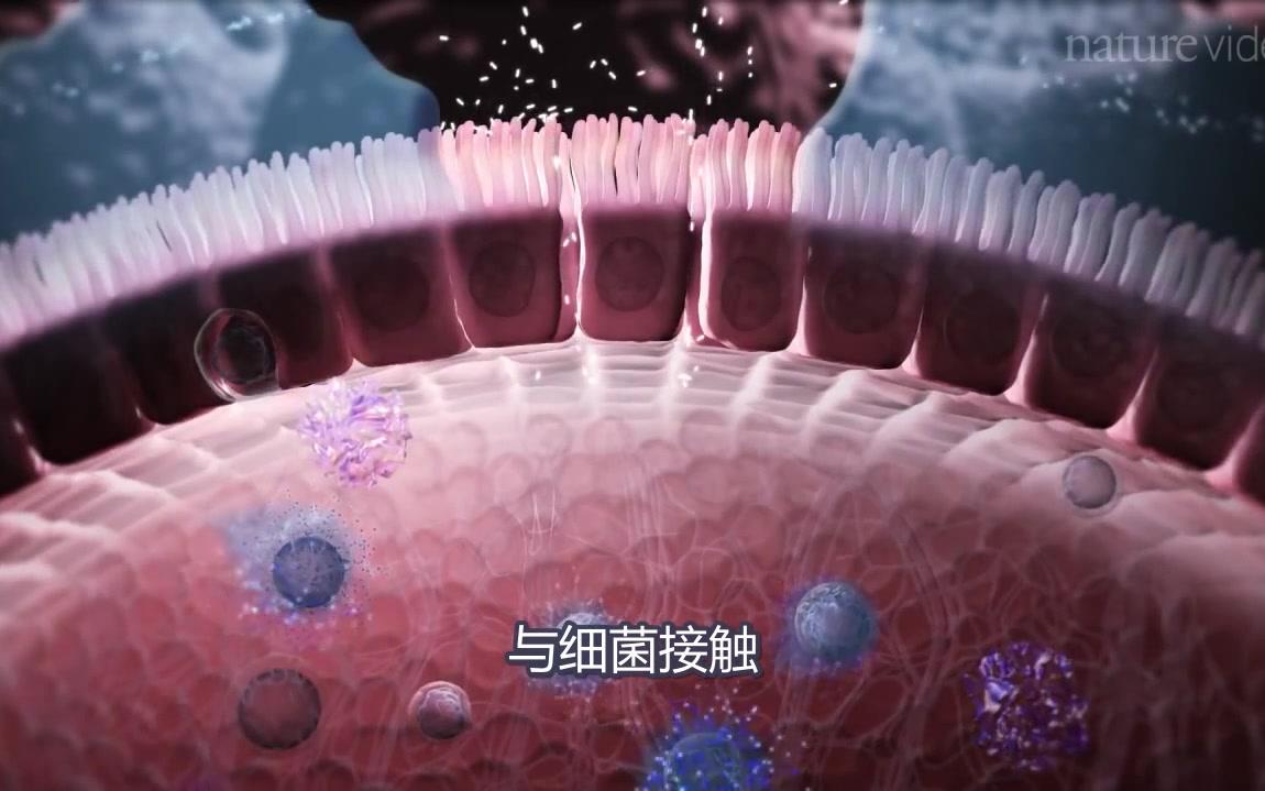 免疫系统的重要防线,肠道免疫