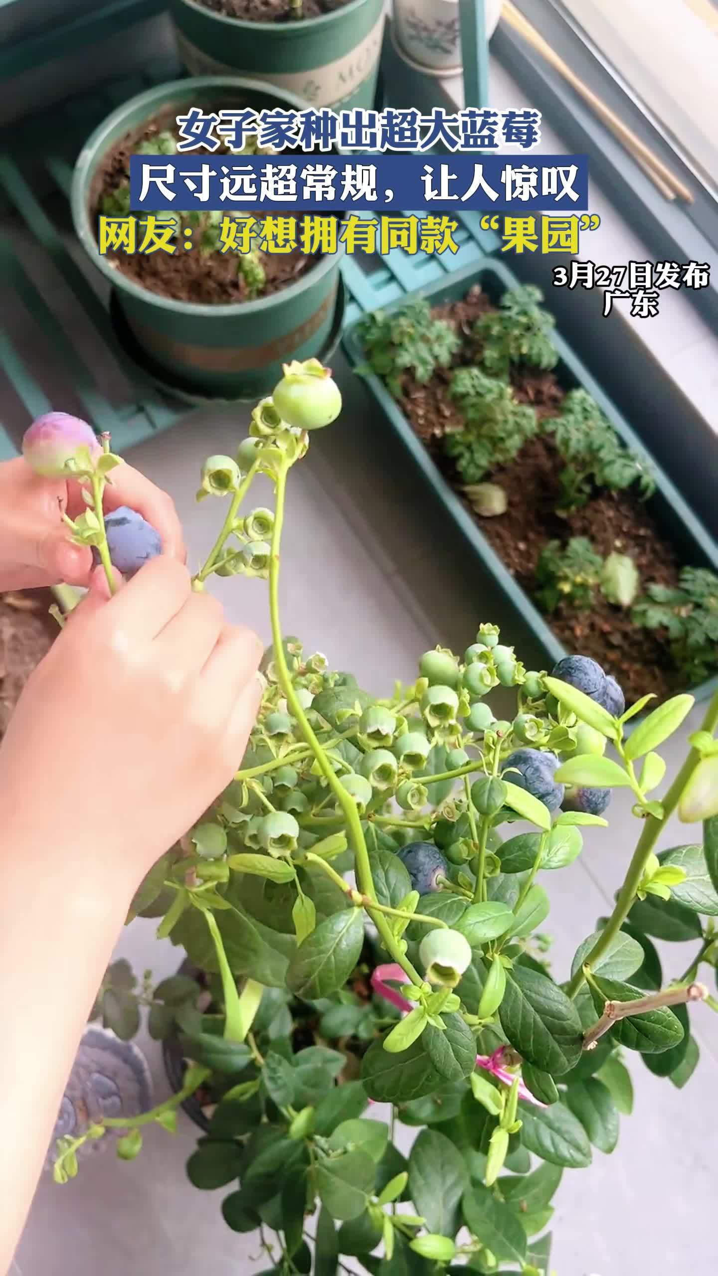 女子家种出超大蓝莓,尺寸远超常规,让人惊叹!
