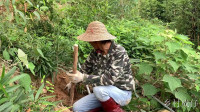 湿气重的朋友,快来认识这种土茯苓,它是真的好用