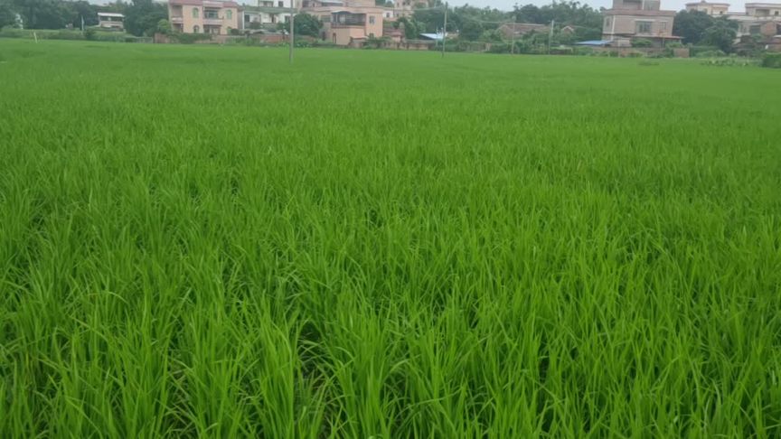 记录稻谷成长之路