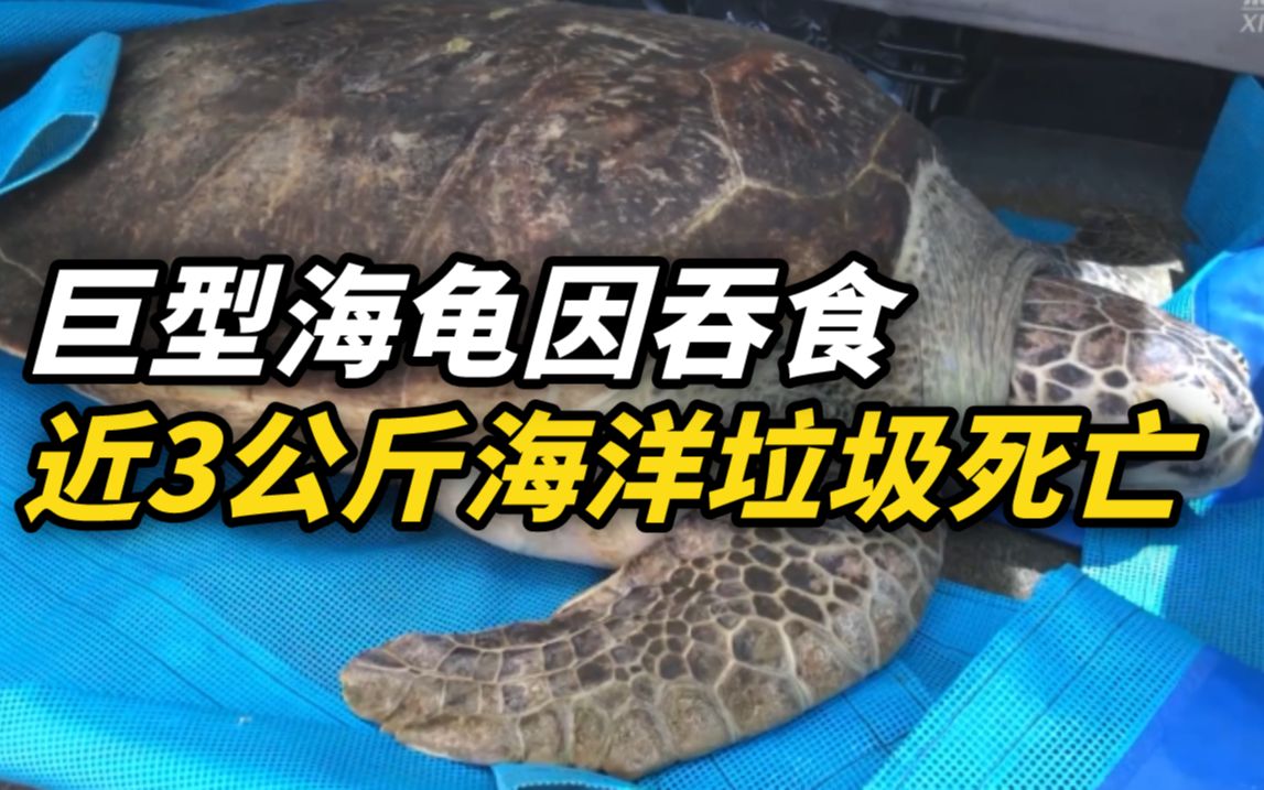 巨型海龟因吞食近3公斤海洋垃圾死亡