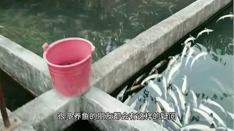 石灰消毒鱼塘后放鱼时间大揭秘:关乎鱼儿生死的关键抉择