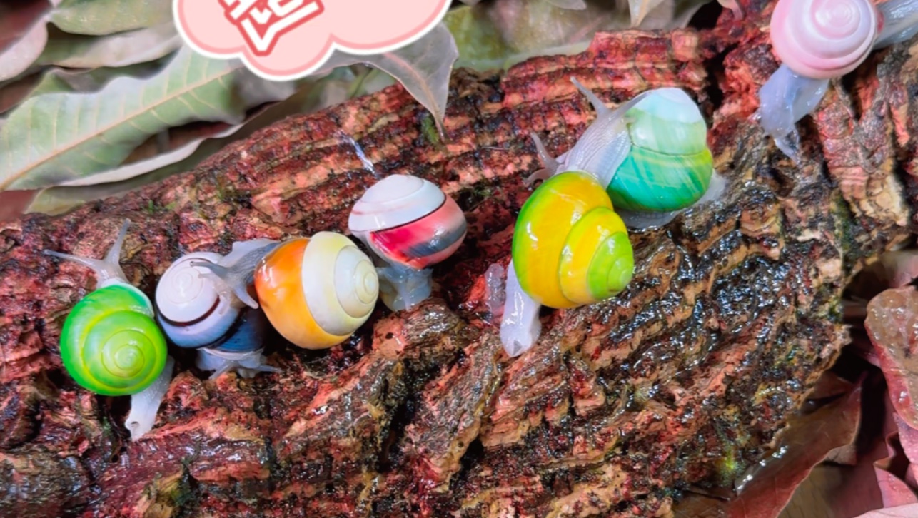 给从未见过的七彩蜗牛做个豪华雨林缸