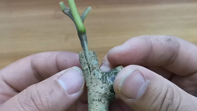 正确的嫁接方法要学会,对接时如果位置不对,成活率就会很低
