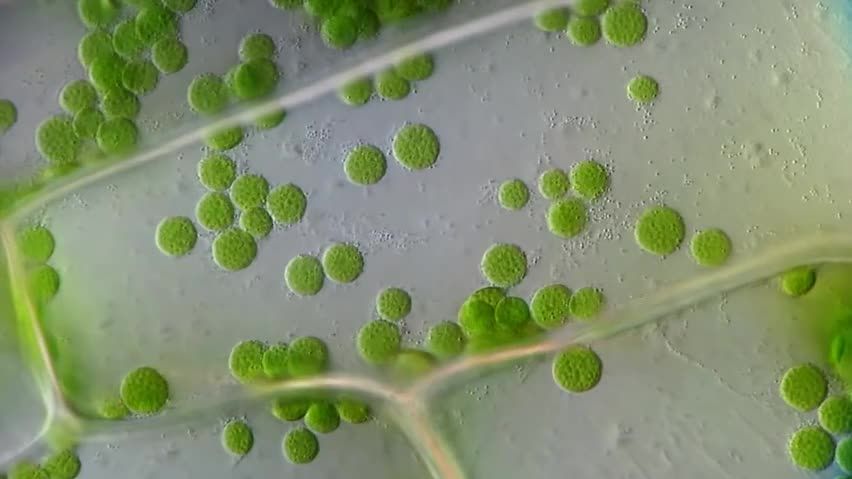 显微镜下美妙的植物细胞,(伊乐藻细胞质流和大量叶绿体)