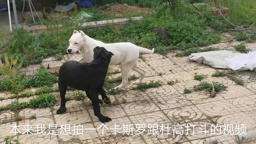 护卫之王卡斯罗,跟猎犬之王杜高犬,谁更厉害一些