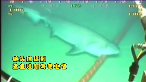 被鲨鱼咬断的海底电缆,是如何修复的?海底电缆知识科普