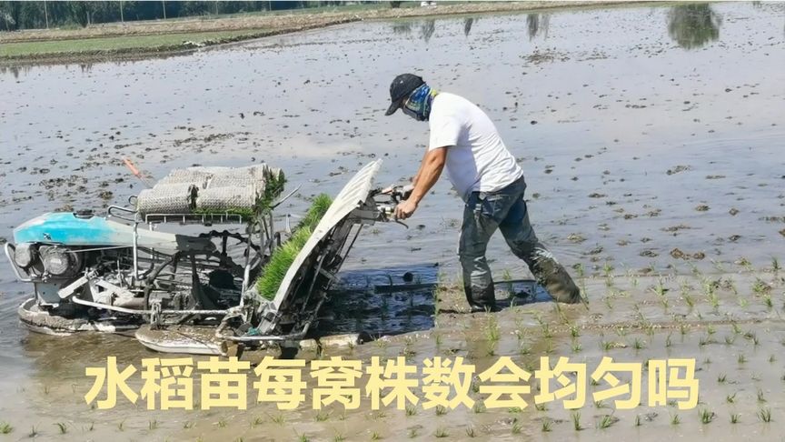 见过播种水稻秧苗吗?风景别具一格,机械化操作非常精准,很好奇