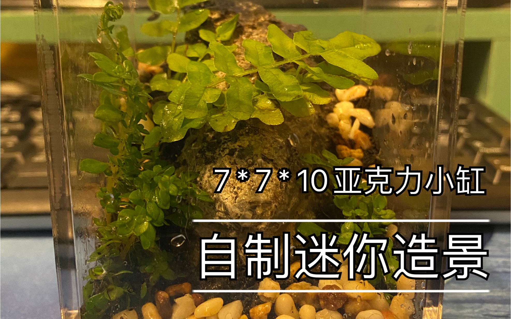 【迷你缸】亚克力小缸自制迷你极简造景(极简就是啥都没)