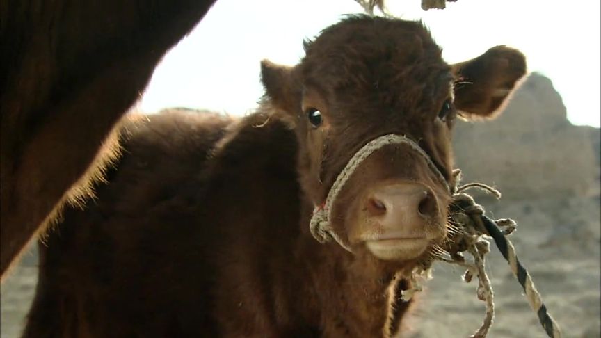 小牛郎养了帮会听人话的畜生,为了救老牛,阔出性命了