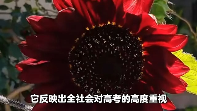 妈妈为高考儿子种出紫红色向日葵,教育,教育资讯