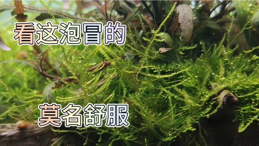 水草冒泡。安逸的很。爬地矮珍珠开始爬了。