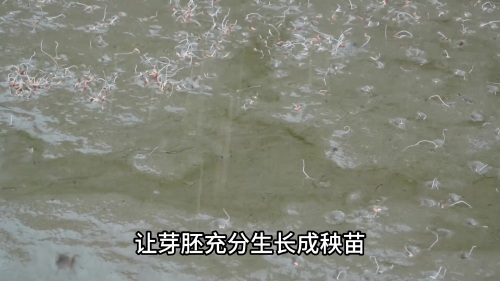 稻谷发芽是育苗,长成秧苗移栽田,收割脱粒成大米