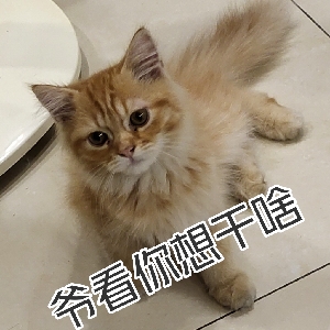 你的同学e 
