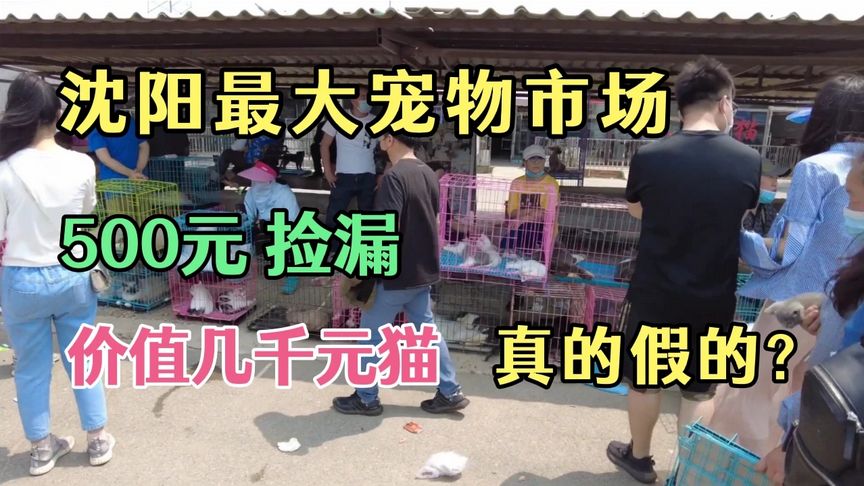 实拍沈阳最大猫市:各种宠物猫品种繁多,价格低到你想象不到
