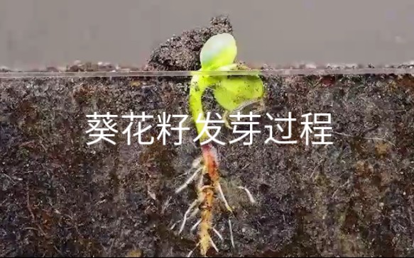 葵花籽发芽过程