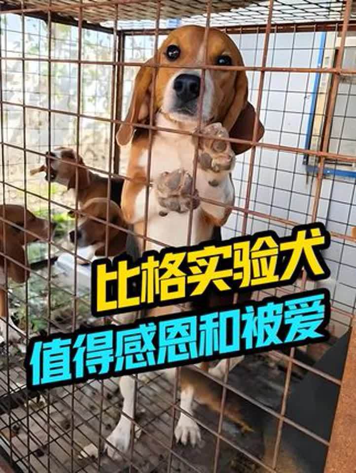 比格实验犬,一生与笼为伴,为人类而生,为人类而死,在科学研究和安全...
