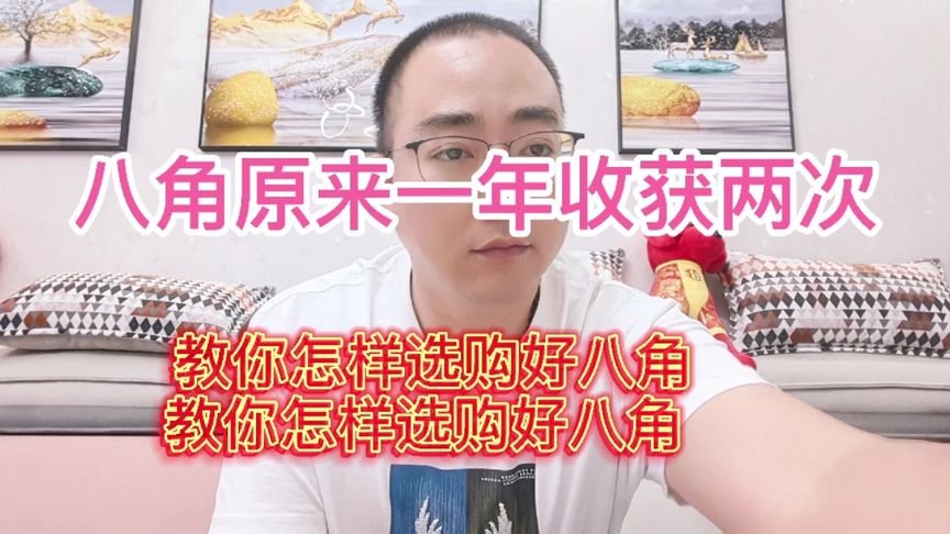 教你怎样选购无硫八角,八角一年收获两次,八角的作用。
