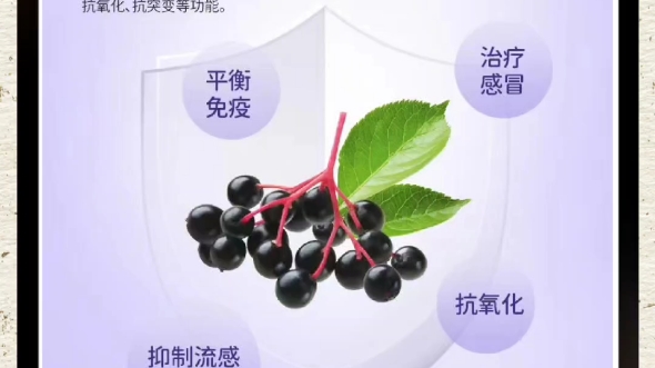 ...咳嗽、发烧流鼻涕金斯健贝接骨木莓酵母饮品守护宝宝茁壮成长每一天