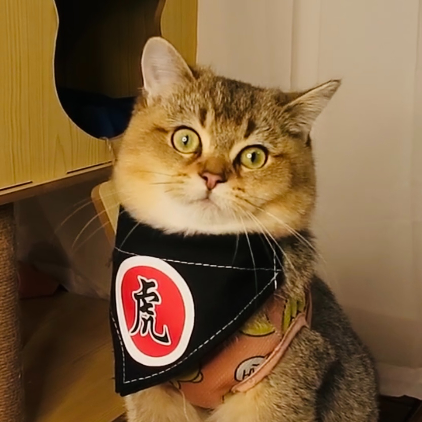 胖虎测评 