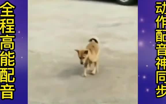 搞笑视频:盘点各种爆笑合集,狗子也会跳舞,用实力表演给大家看