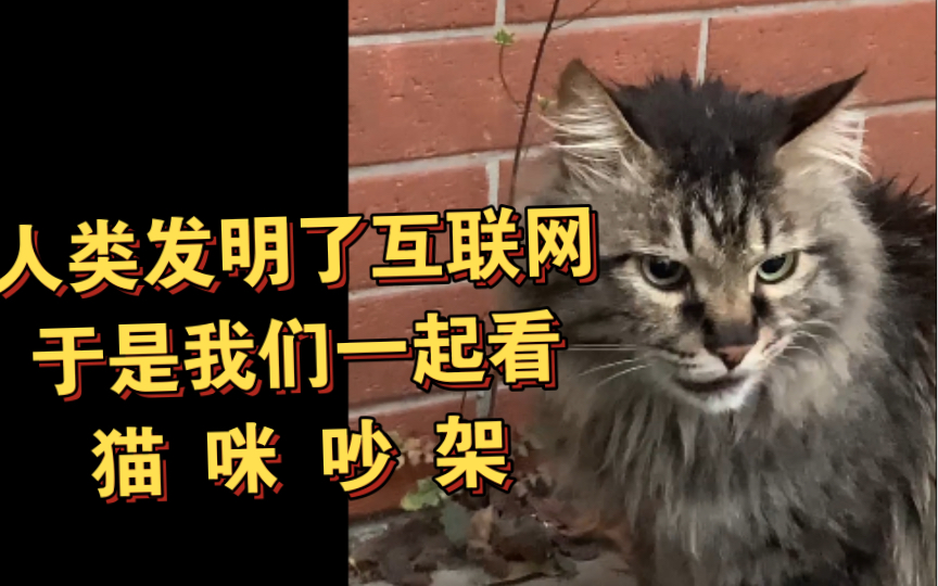 西政猫咪吵架,案件事实清楚,证据确实充分,五分钟走进今日猫法