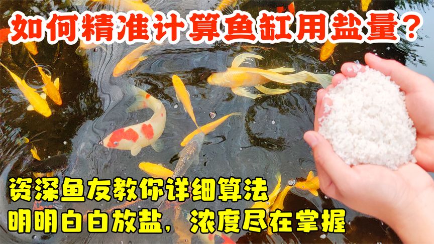 如何精准计算鱼缸用盐量?资深鱼友教你详细算法,浓度尽在掌握