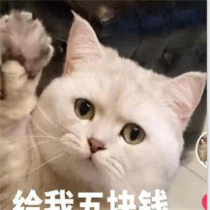 迷你猫