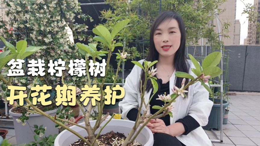 盆栽柠檬树开花了,几个养护要点别疏忽,果实膨大快,秋天有收获