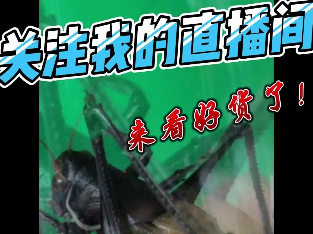 关注我的直播间来看好货了