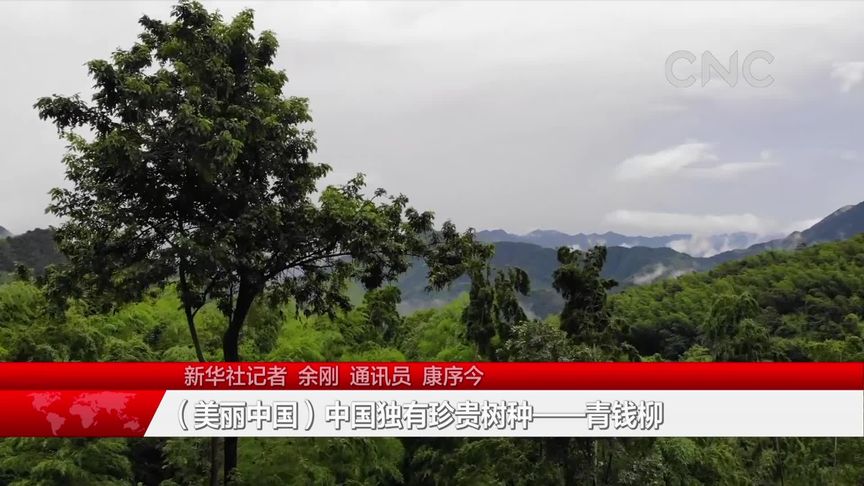中国独有珍贵树种——青钱柳