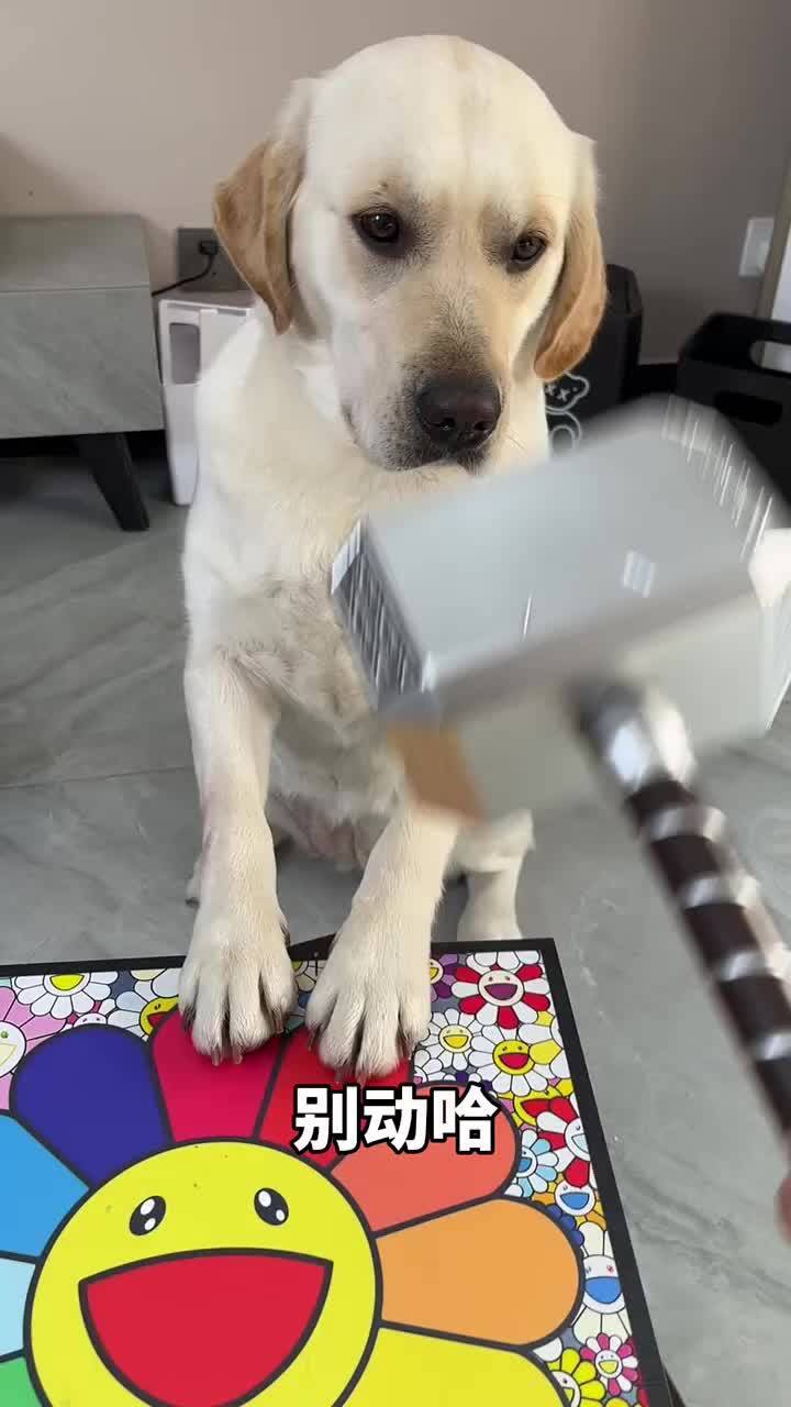 狗:同样是狗,我怎么没那个命!