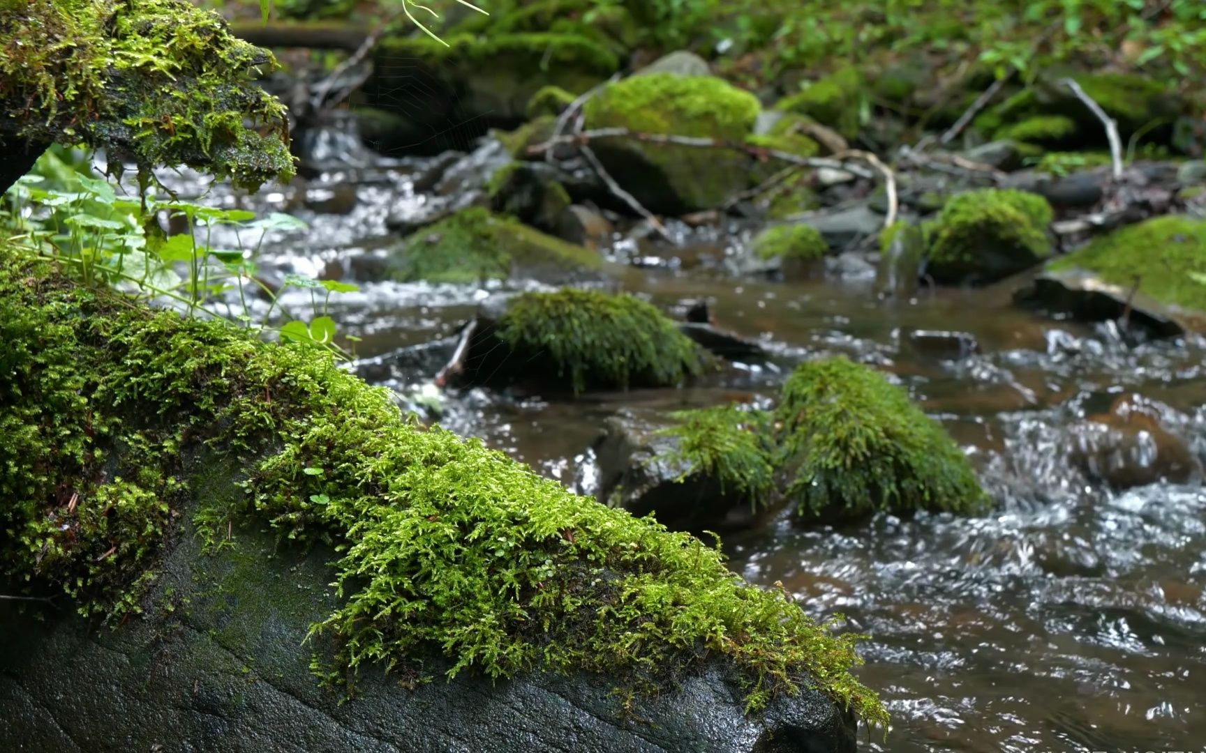 4K60P 唯美治愈系森林风景,沉浸式感受来自大自然的震撼吧