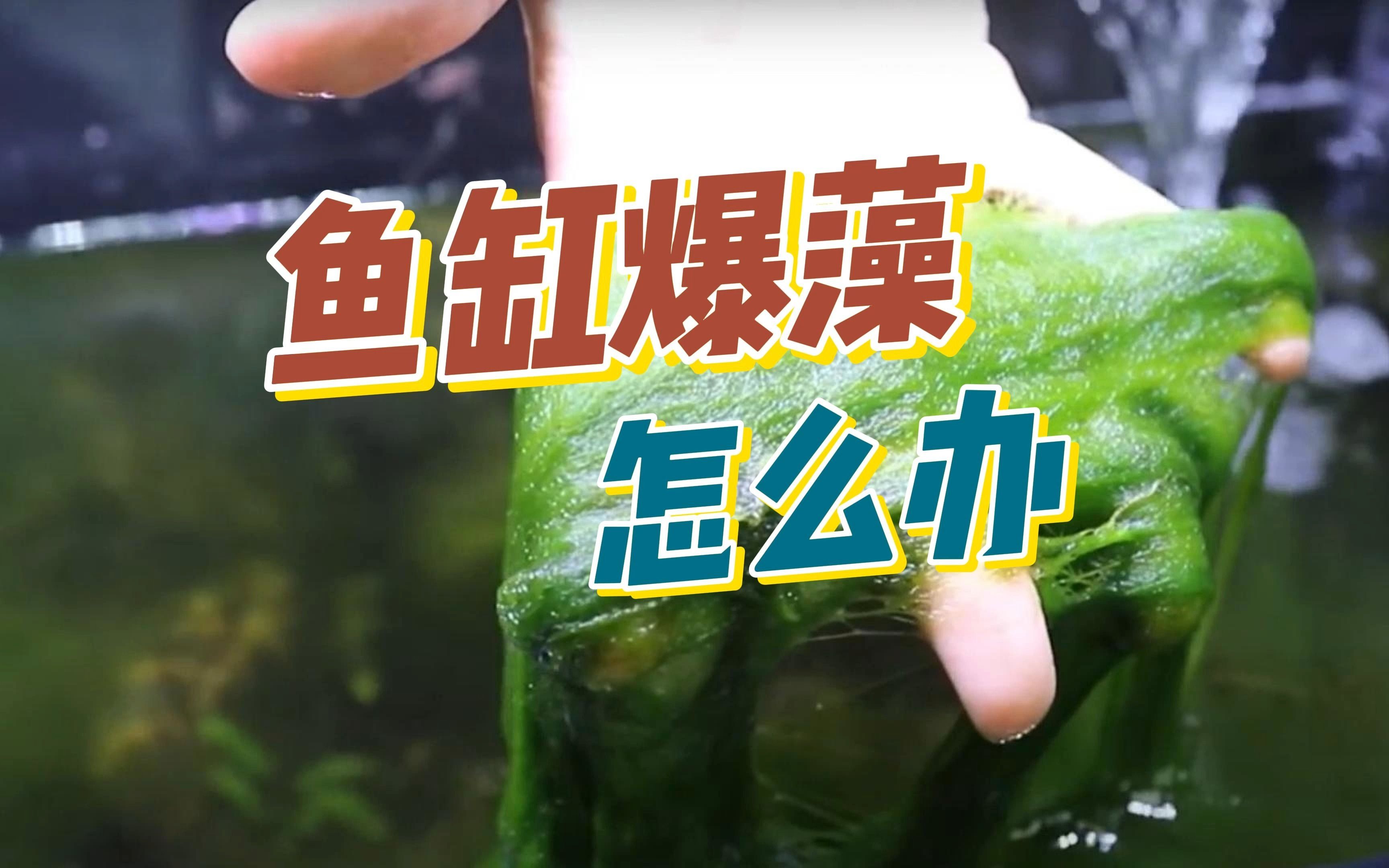 水藻爆到崩溃?除藻的终极奥义