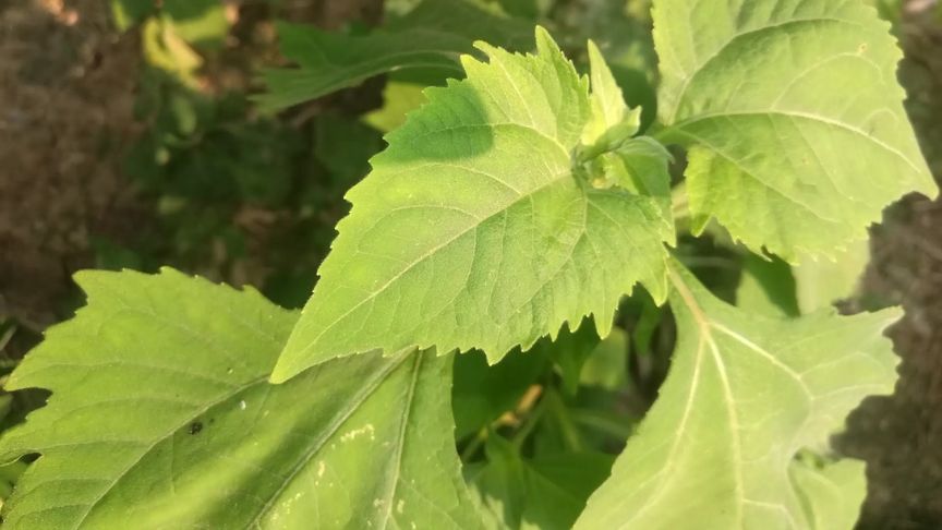 豨莶草,虽然小,作用大,大家一起来了解下