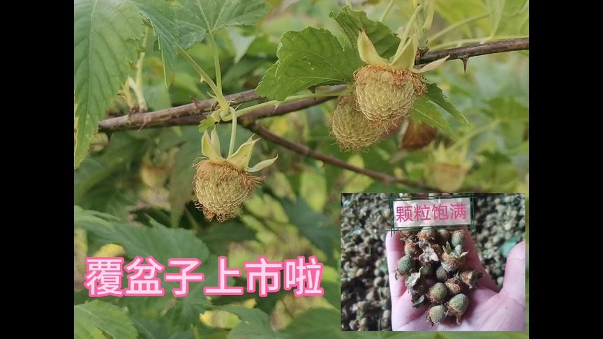 中草药里都有介绍,这么好的草药,你知道它的作用吗?