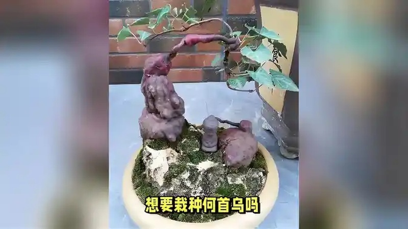 何首乌的栽种技巧和日常养护