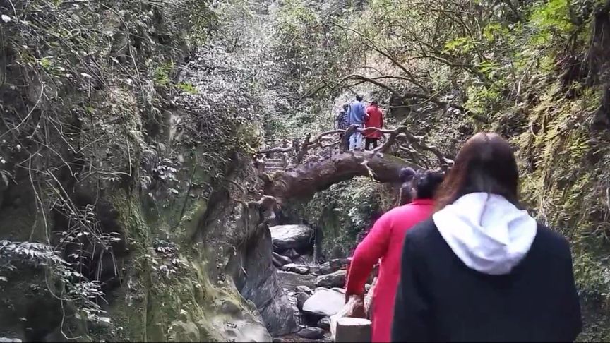 云南哀牢山原始森林