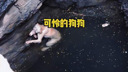 10米深井绝望哀鸣!被弃狗狗获救瞬间泪目,不爱请别伤害