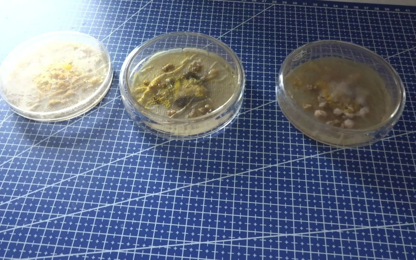 【黏菌】呈现出三种状态的黏菌,这也是我最后一个关于黏菌的视频