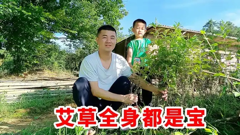 艾叶的作用这么多,小伙带儿子去田里割了一大捆,留着泡脚