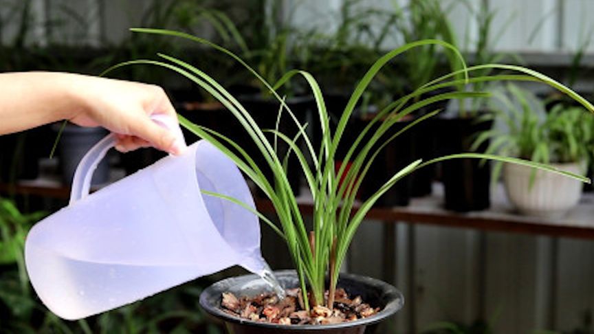 教你如何计算兰花植料的含水量,学会了,就能准确把握浇水时机